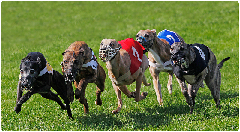 Ovo su top pet najbržih rasa pasa